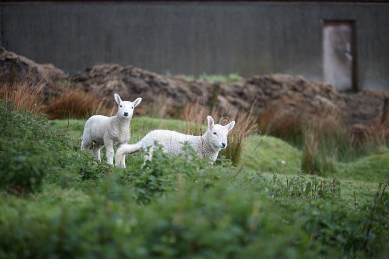 Cute North Country Cheviot Sheep in a Meadow Stock Photo - Image of ...