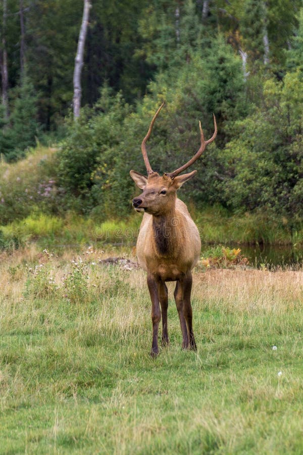 Northern Elk in a Forest of Canada Stock Image - Image of hunting ...