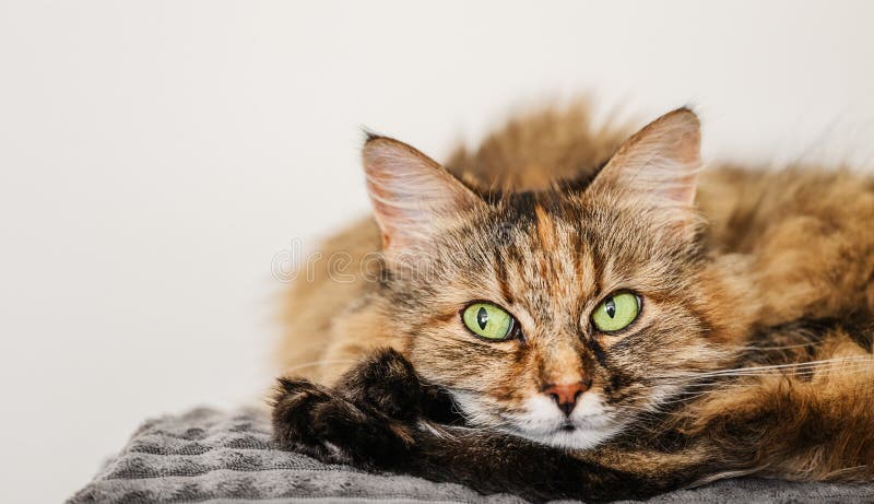 Cute Norwegian Forest Cat Lying Looking Away Stock Image - Image of ...