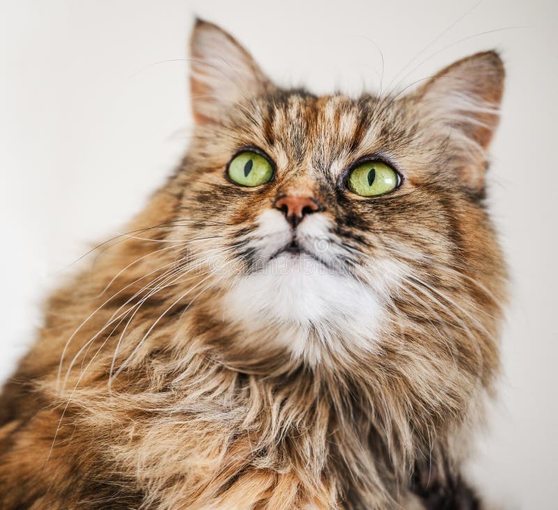 Cute Norwegian Forest Cat Sitting Looking Away Stock Image - Image of ...