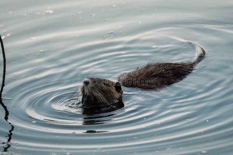 Cute Nutria (Myocastor Coypus) Swimming in a River Stock Photo - Image ...