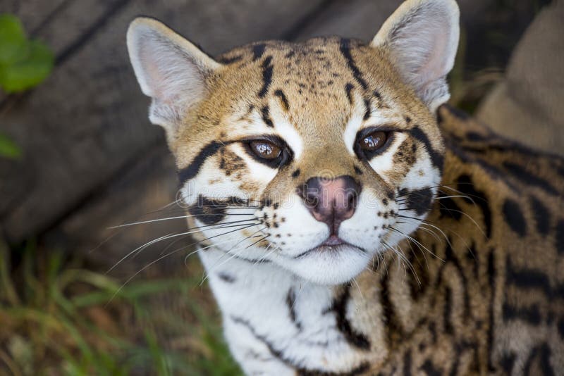 Cute Ocelot Close Up Stock Photos - Free & Royalty-Free Stock Photos ...