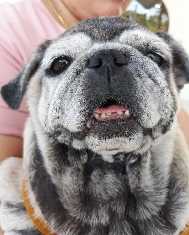Cute Old Chubby Pug Sitting on a Wooden Table in a Selective Focus ...