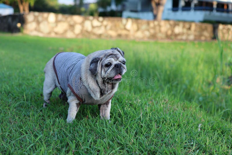 Cute Old and Chubby Pug is Walking in the Park. Stock Image - Image of ...