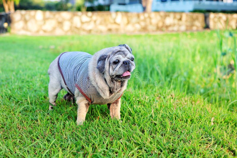 Cute Old and Chubby Pug is Walking in the Park. Stock Photo - Image of ...