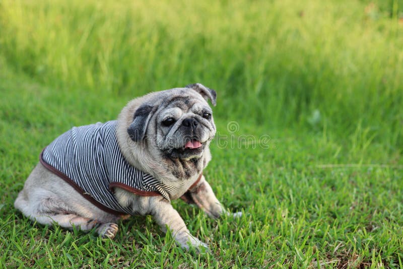 Cute Old and Chubby Pug is Walking in the Park. Stock Photo - Image of ...