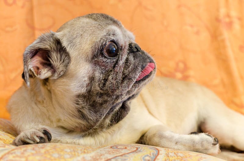 Cute old female pug stock photo. Image of sofa, female - 35376690