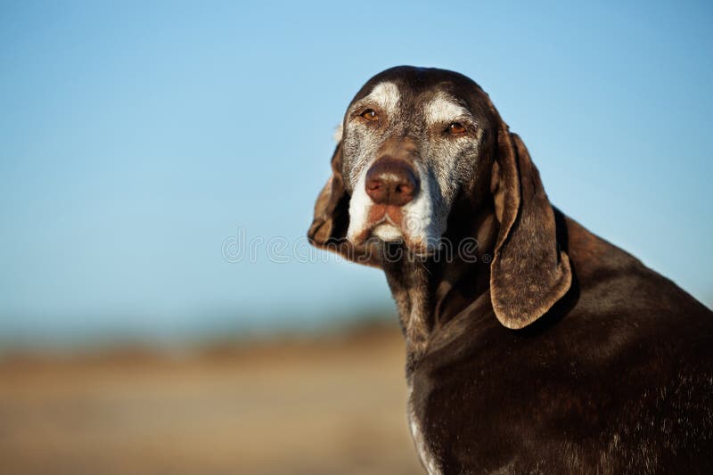 Cute Old German Shorthaired Pointer Dog Portrait on the Beach Stock ...