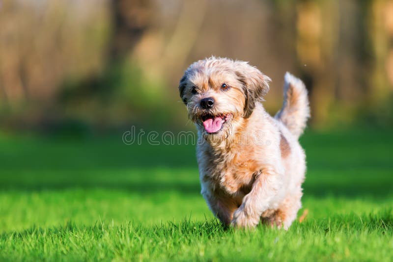 3,185 Old Dog Running Stock Photos - Free & Royalty-Free Stock Photos ...