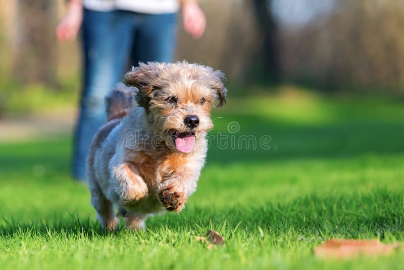 Cute Older Dog Runs on the Meadow Stock Photo - Image of frontal, cute ...