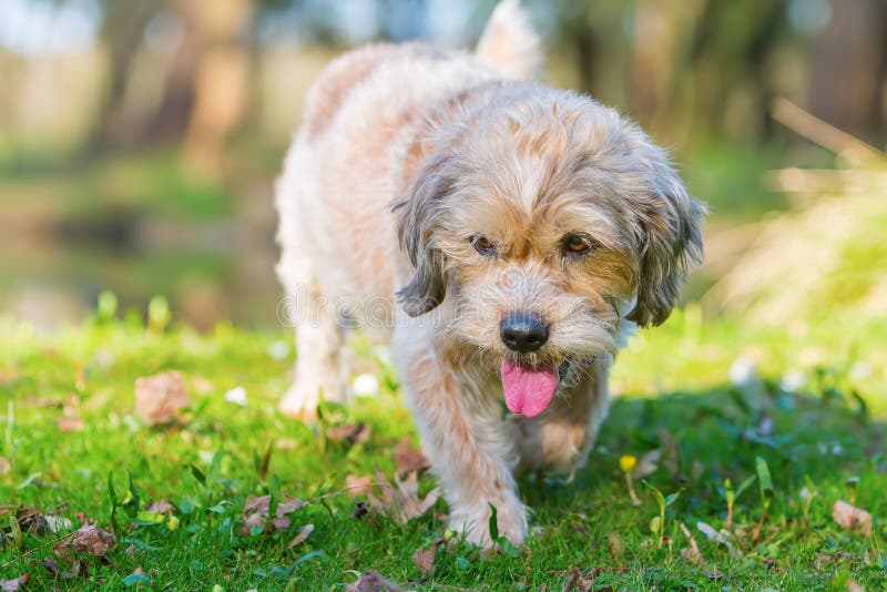 Cute Older Dog Runs on the Meadow Stock Image - Image of running ...
