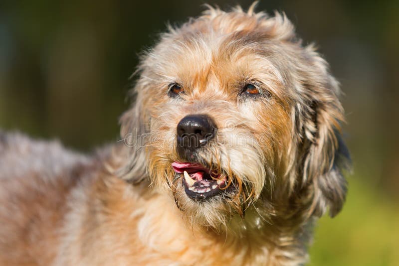 Cute Older Small Dog Outdoors Stock Photo - Image of senior, meadow ...
