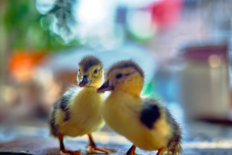 Cute One-day Ducklings of a Musk Duck. Stock Image - Image of mallard ...