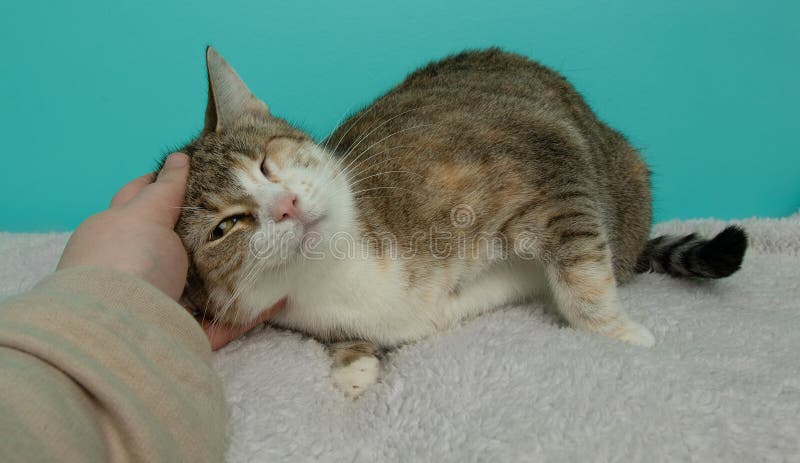 Cute One Eyed Cat Being Petted Stock Image - Image of look, pretty ...