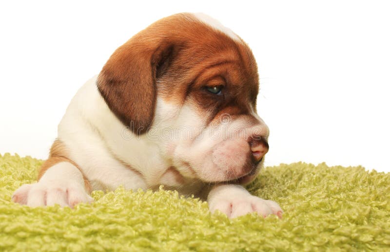Closeup Of English Toffee Pudding Topped With Vanilla Whipped Cream ...