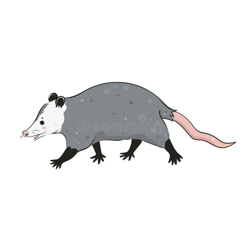 Opossums Vector Stock Illustrations – 41 Opossums Vector Stock ...