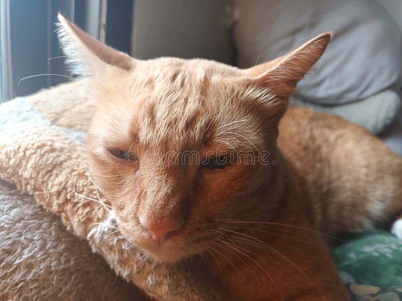 The Mischievous Orange Cat is Resting Stock Image - Image of care ...