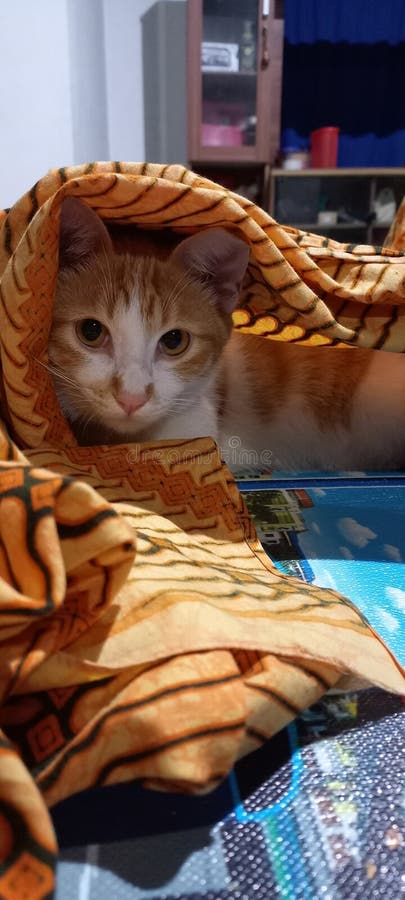 A Cute Orange Cat is Hiding in the Cloth Stock Photo - Image of cute ...