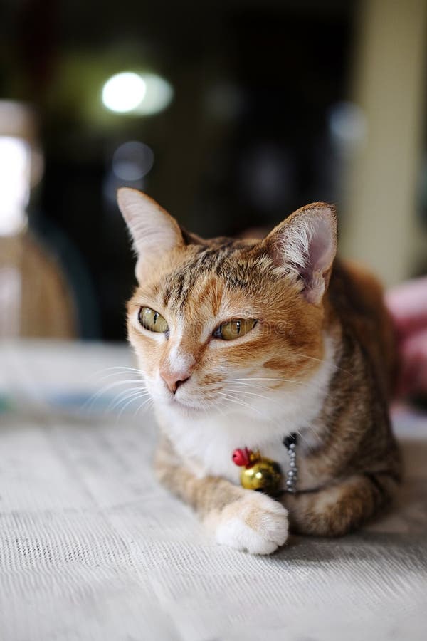 Cute Orange Cat Lay Down On The Floor At Home Stock Image Image Of