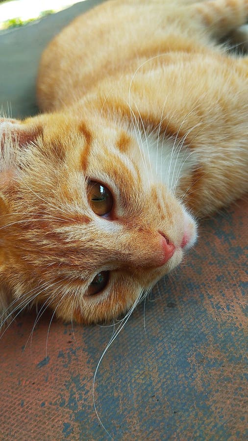 Cute orange cat laysdown stock photo. Image of laysdown - 366969436