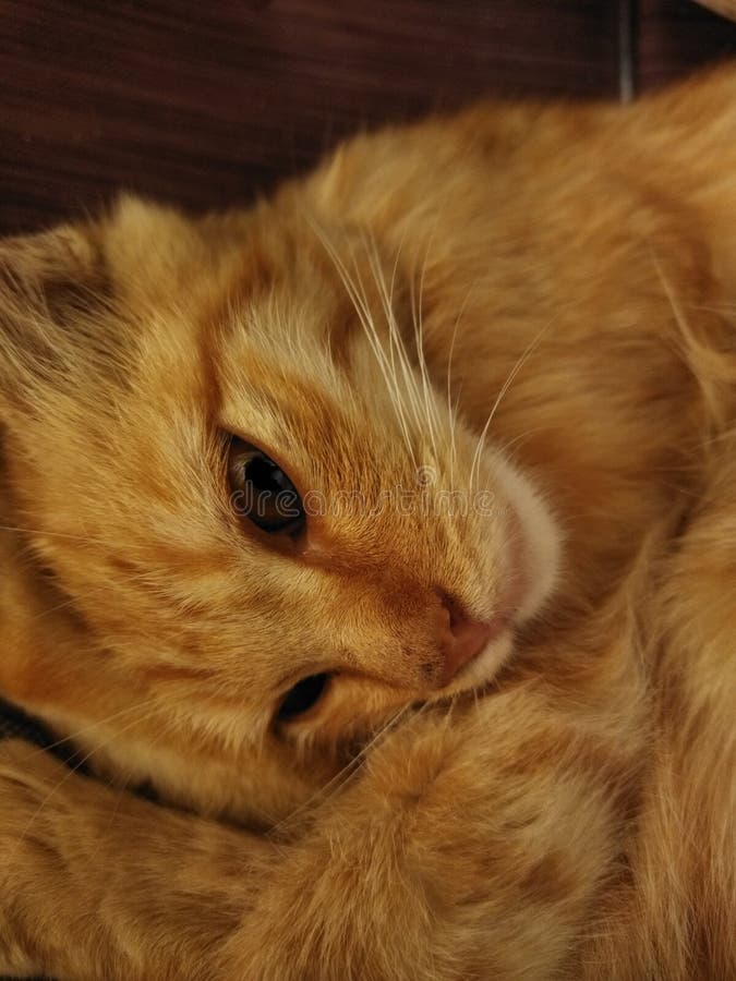 Cute Orange Cat Opens Its Eyes after Sleeping Stock Image - Image of ...