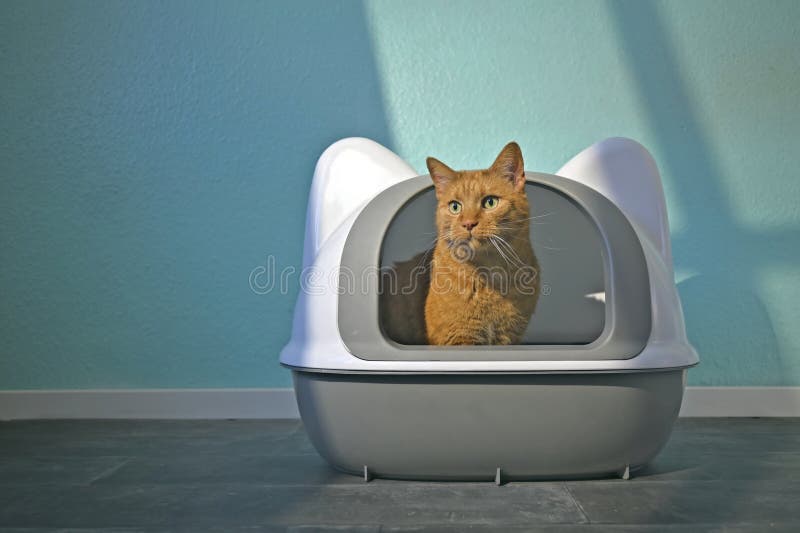 Cute Orange Cat Sitting in a Closed Litter Box and Looking Sideways ...