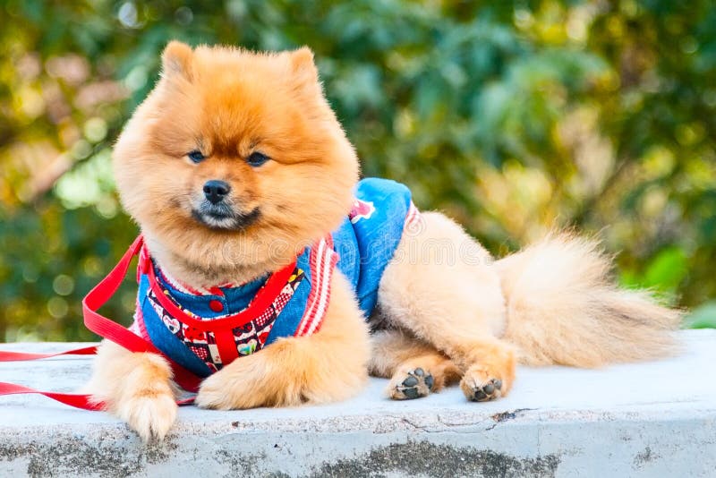 Cute Orange Color Spitz Clothes Stock Photos - Free & Royalty-Free ...
