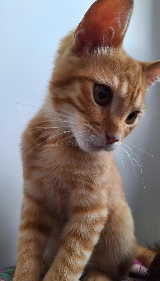 Cute Orange Kitten Close To the Camera Stock Photo - Image of small ...