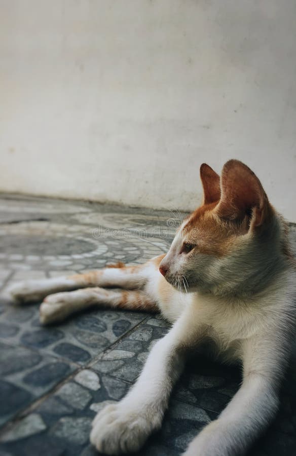 Cute Orange Little Cat Chill Stock Image - Image of chill, orange ...