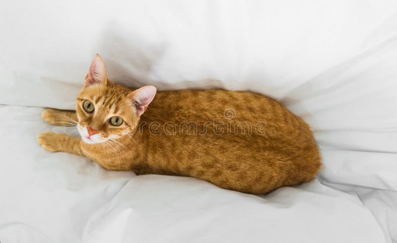 Cute Orange Tabby Cat Sitting Against White Background. Stock Image ...