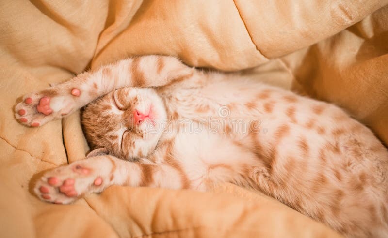 Close Up of a Cute Orange Tabby Kitty Cat Sleeping Stock Photo - Image ...