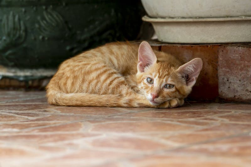 A cute orange tiger cat stock photo. Image of domestic - 185442284
