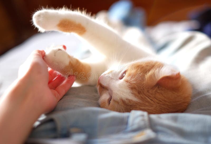 Cute Orange And White Cat Sitting On The Man`s Hand. Stock Image ...