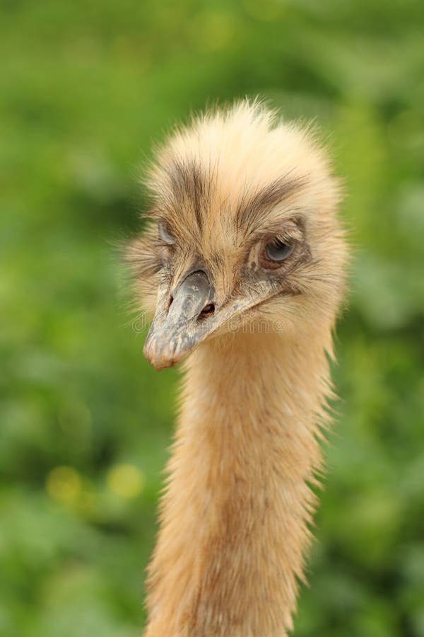 Ostrich stock image. Image of cute, beak, neck, ostrich - 270924267