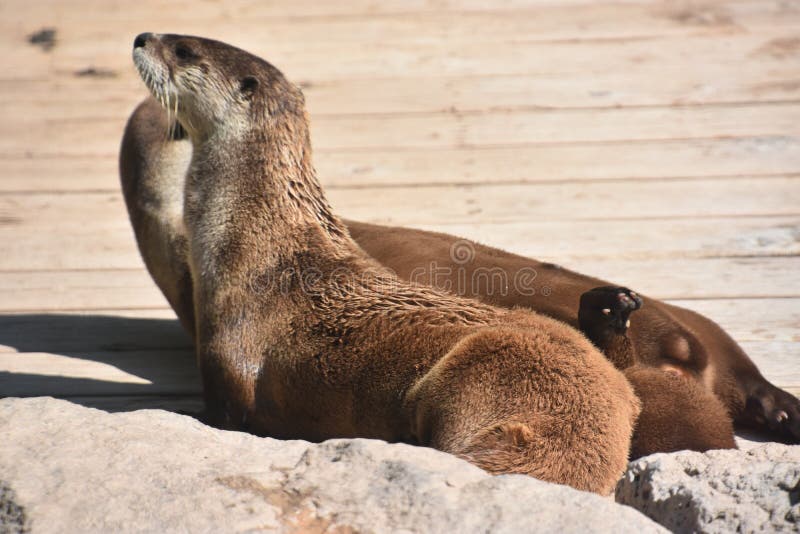 Cute Otter stock image. Image of adorable, otter, monterey - 105492529