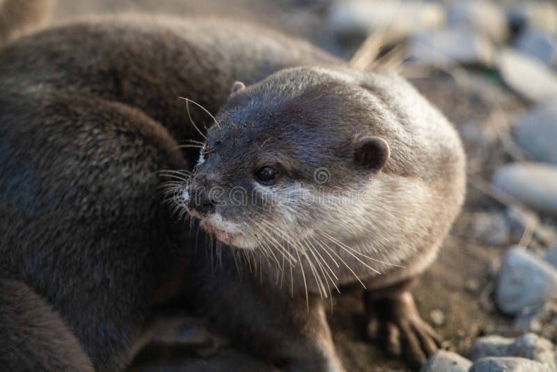 Cute Otter with Expressive Face Sitting by Rocks Stock Photo - Image of ...