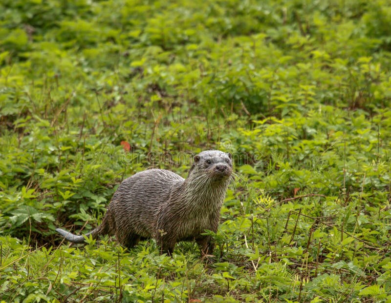 Cute Otter Walking on the Green Grass Stock Photo - Image of wild ...