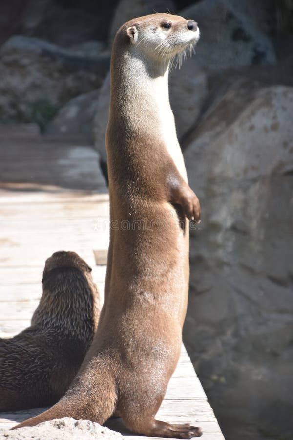 Cute Otter stock photo. Image of otter, oriental, aquatic - 105492482