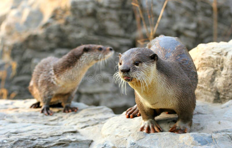 Cute Otters stock photo. Image of underfur, semi, shellfish - 7964106