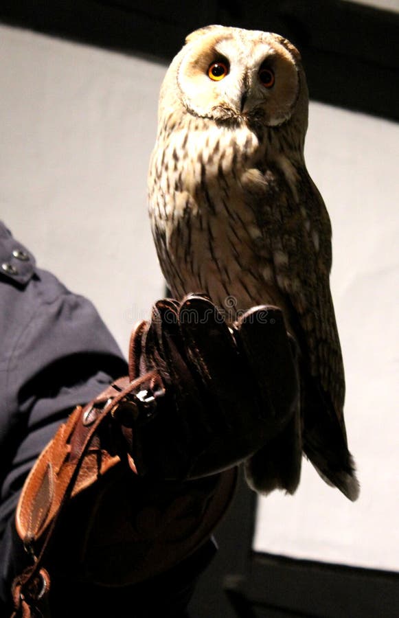 Cute Owl Sitting on the Arm Stock Image - Image of leather, brown ...