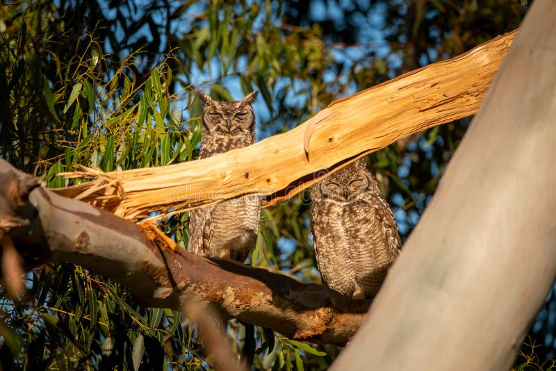 Cute Owls Perched on a Tree during the Daytime Stock Image - Image of ...