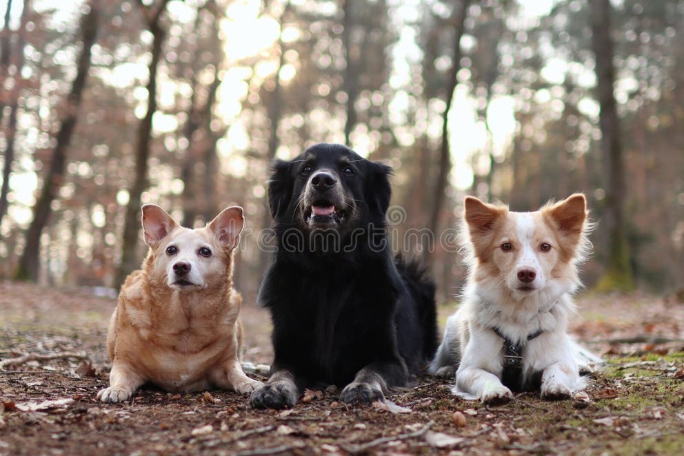 Cute Pack of Dogs are in the Forest at Sunset Stock Image - Image of ...