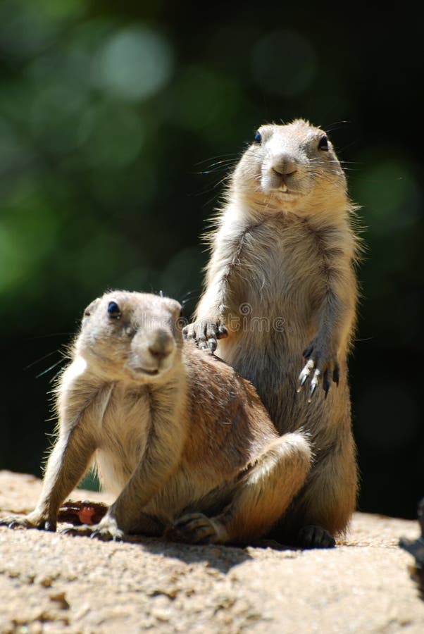 Pair of Prairie Dogs Cynomys Exchanging Loving Effusions and Appearing ...