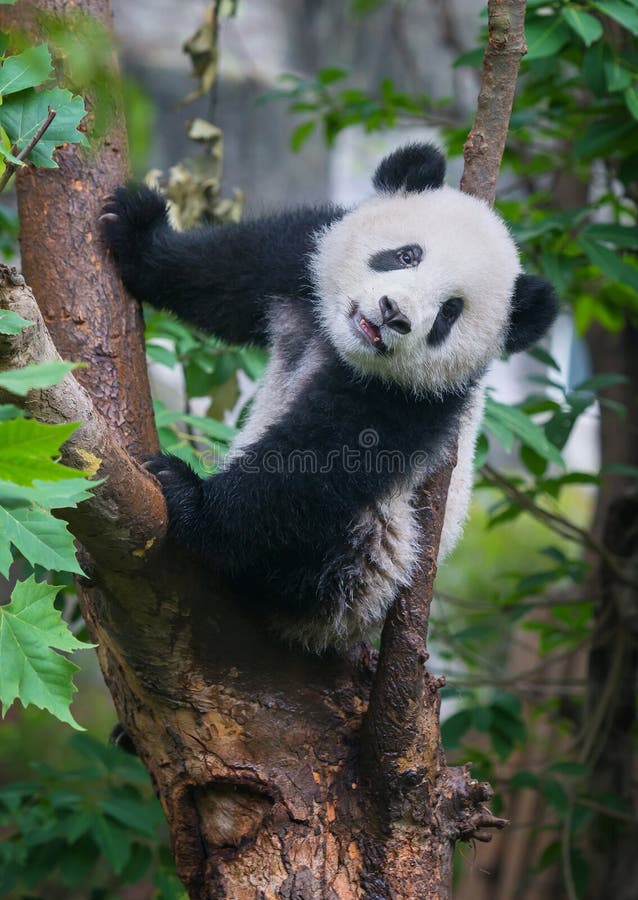 Cute Panda Bear Climbing Tree Stock Image - Image of environment ...
