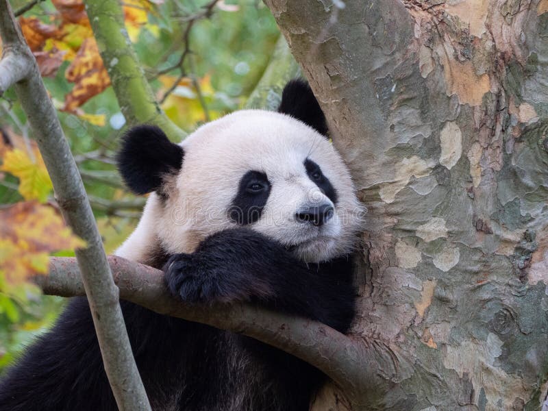 Cute Panda Bear Resting on a Green Tree. France Stock Image - Image of ...