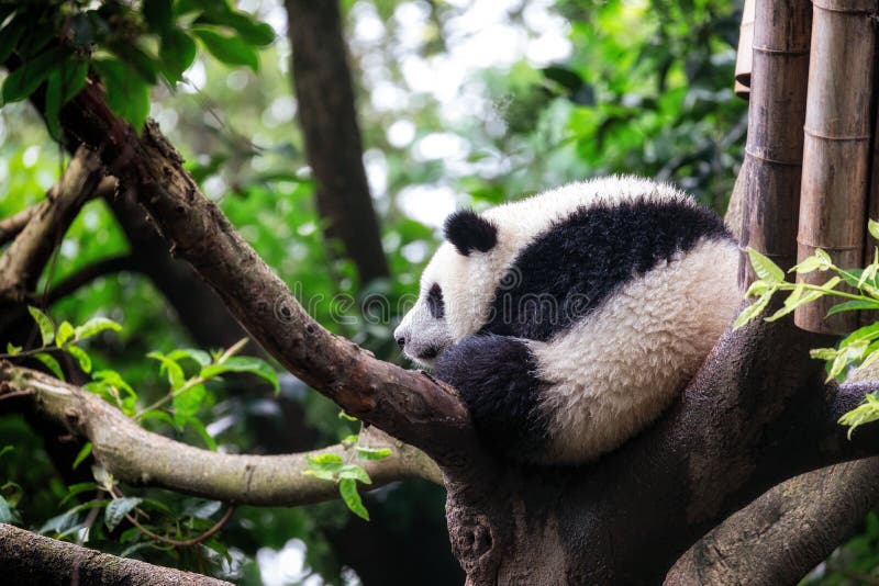 Cute Panda Climbed Onto a Tree Stock Photo - Image of outdoors, playful ...