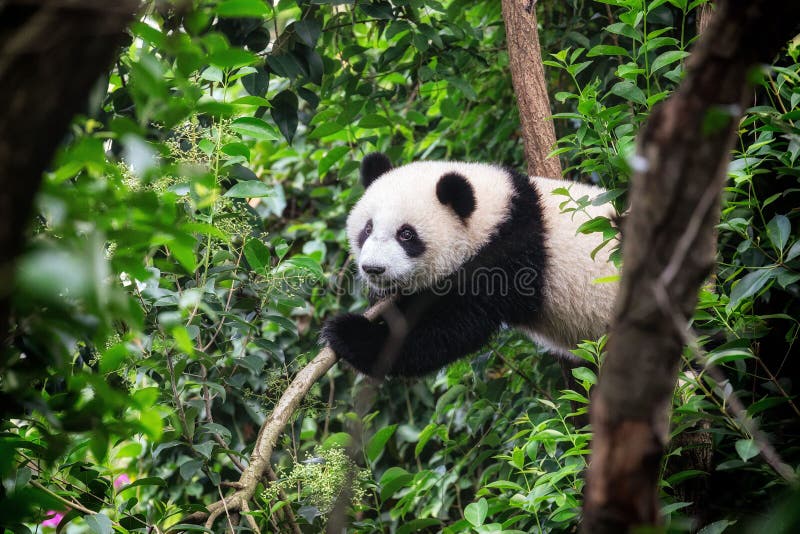 Cute Panda Climbed Onto a Tree Stock Image - Image of cute, hanging ...