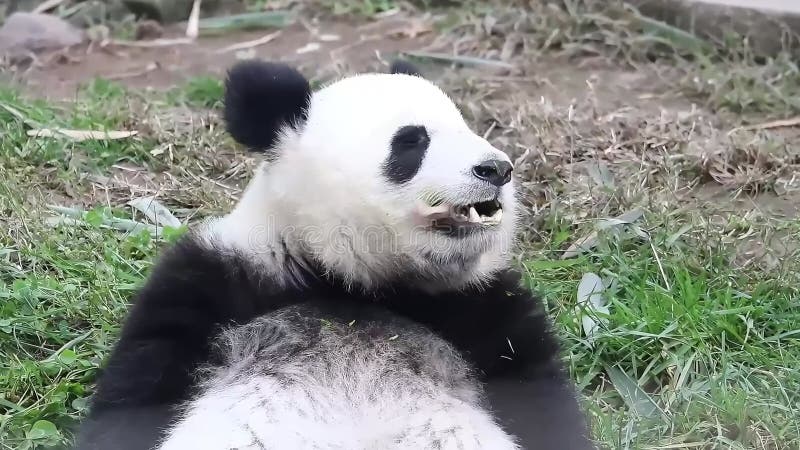 Close Up Fluffy Panda , Chengdu Panda Base, China Stock Footage - Video ...