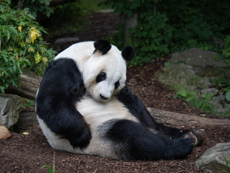 Cute Panda Lying on the Ground Scratching Himself Stock Image - Image ...