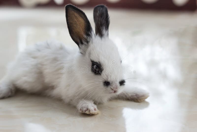 A cute panda rabbit stock photo. Image of panda, vertebrate - 158531782